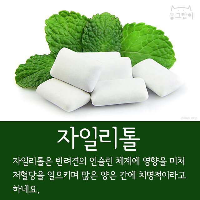 반려견이 먹으면 안 되는 음식 총정리 - 인스티즈(instiz) 이슈 카테고리
