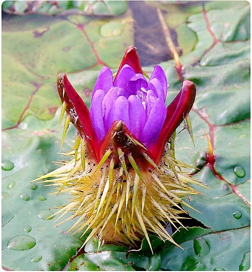 1용설란 2가시연꽃 3토란꽃 4소철나무꽃 5대나무꽃 6소나무꽃 네이버 블로그