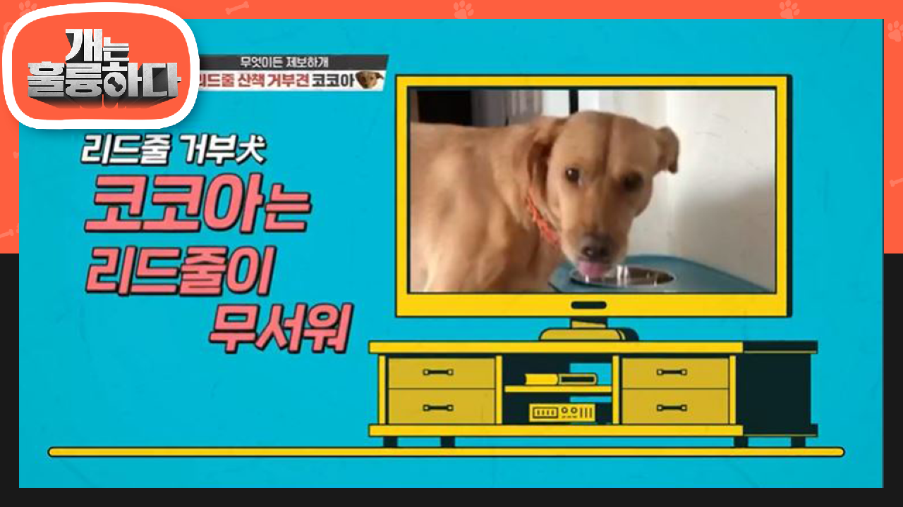 다음연예 | ＜무엇이든 제보하개＞ 리드줄 산책 거부견 코코아 | KBS 201214 방송 - 개는 훌륭하다 - 58회 1부