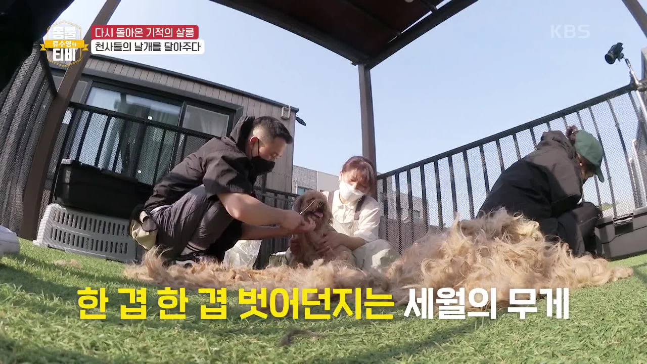 다음연예 | 과연 털 속에 어떤 모습이 숨겨져 있을까~? 깔끔해진 유기견들! | KBS 210515 방송 - 류수영의 동물티비 - 3회