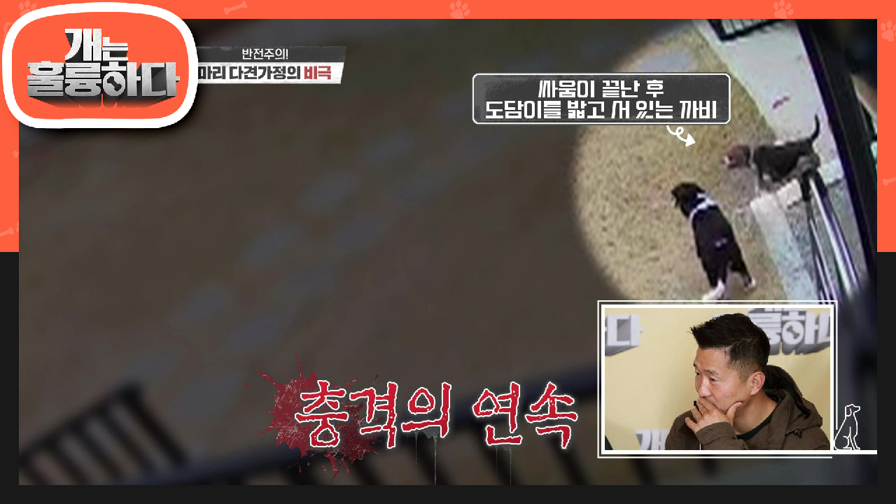 다음연예 | ※상황실 정지※ 평화로웠던 이 곳에 도대체 무슨 일이? 계속되는 싸움에 차마 보기 힘든 상황.. | KBS 201228 방송 - 개는 훌륭하다 - 60회 2부