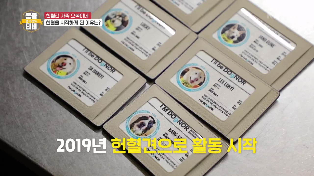 오복이네가 헌혈견 가족이 된 특별한 이유★ | KBS 210515 방송 - 류수영의 동물티비 - 3회 | 다음연예