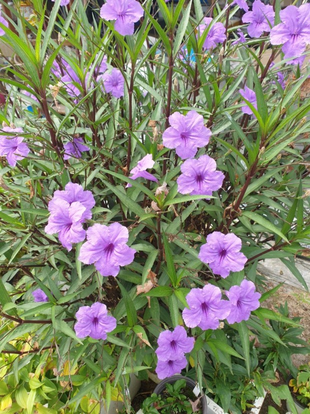 06화 아름다운 꽃 루엘리아(우창 꽃) 꽃말