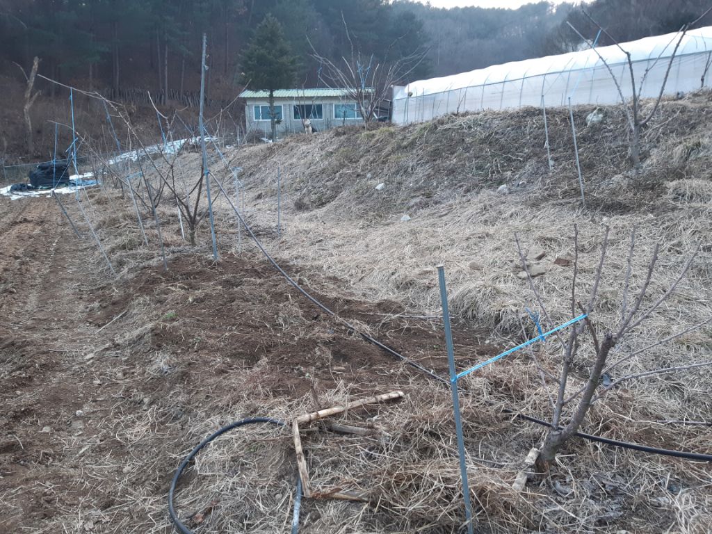 Daum 카페