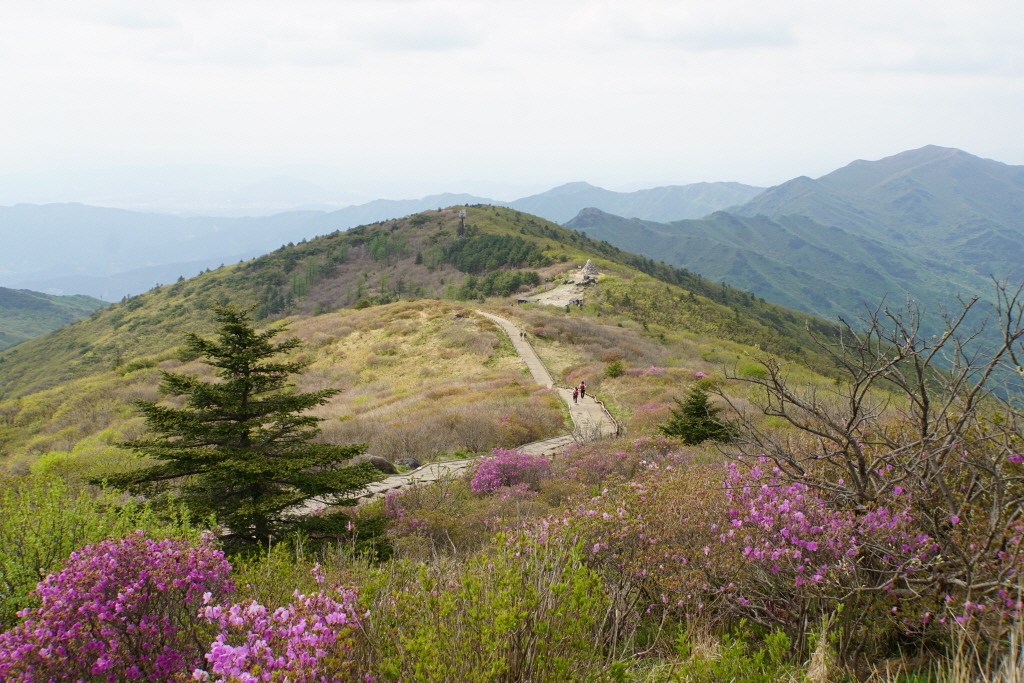 제257차 지리산/반야봉(1732m) 2023년10월15일 - 정기산행방(제257차 10월15일 반야봉) - 노을빛고을 산악회
