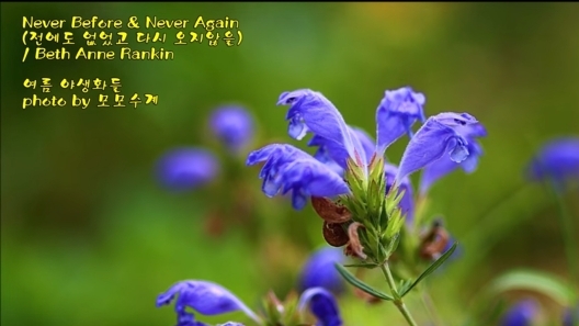 체칠리아 음악채널 Never Before & Naver Again/Beth Anne Rankin/여름 야생화, 모모수계 - 자유 ...