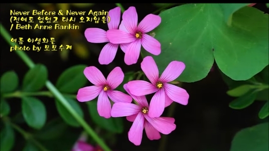 체칠리아 음악채널 Never Before & Naver Again/Beth Anne Rankin/여름 야생화, 모모수계 - 자유 ...
