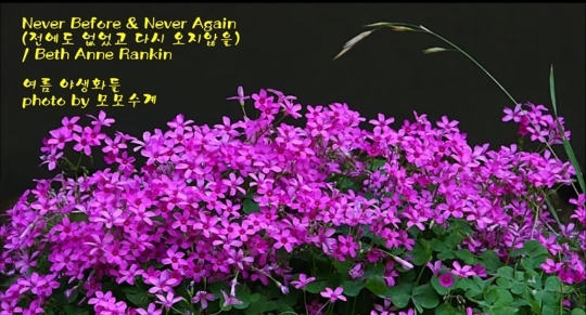 체칠리아 음악채널 Never Before & Naver Again/Beth Anne Rankin/여름 야생화, 모모수계 - 자유 ...