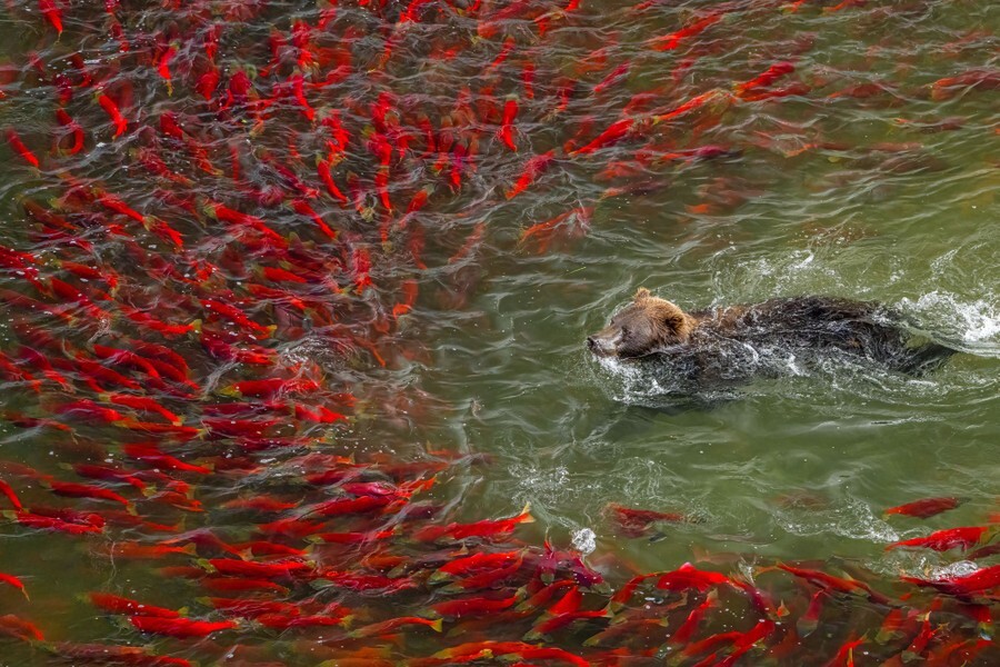2022년 야생동물 사진작가 대회 수상작 발표 - │ 世 界 ㅣ사진의세계 - 화촌중학교 21회 동창회
