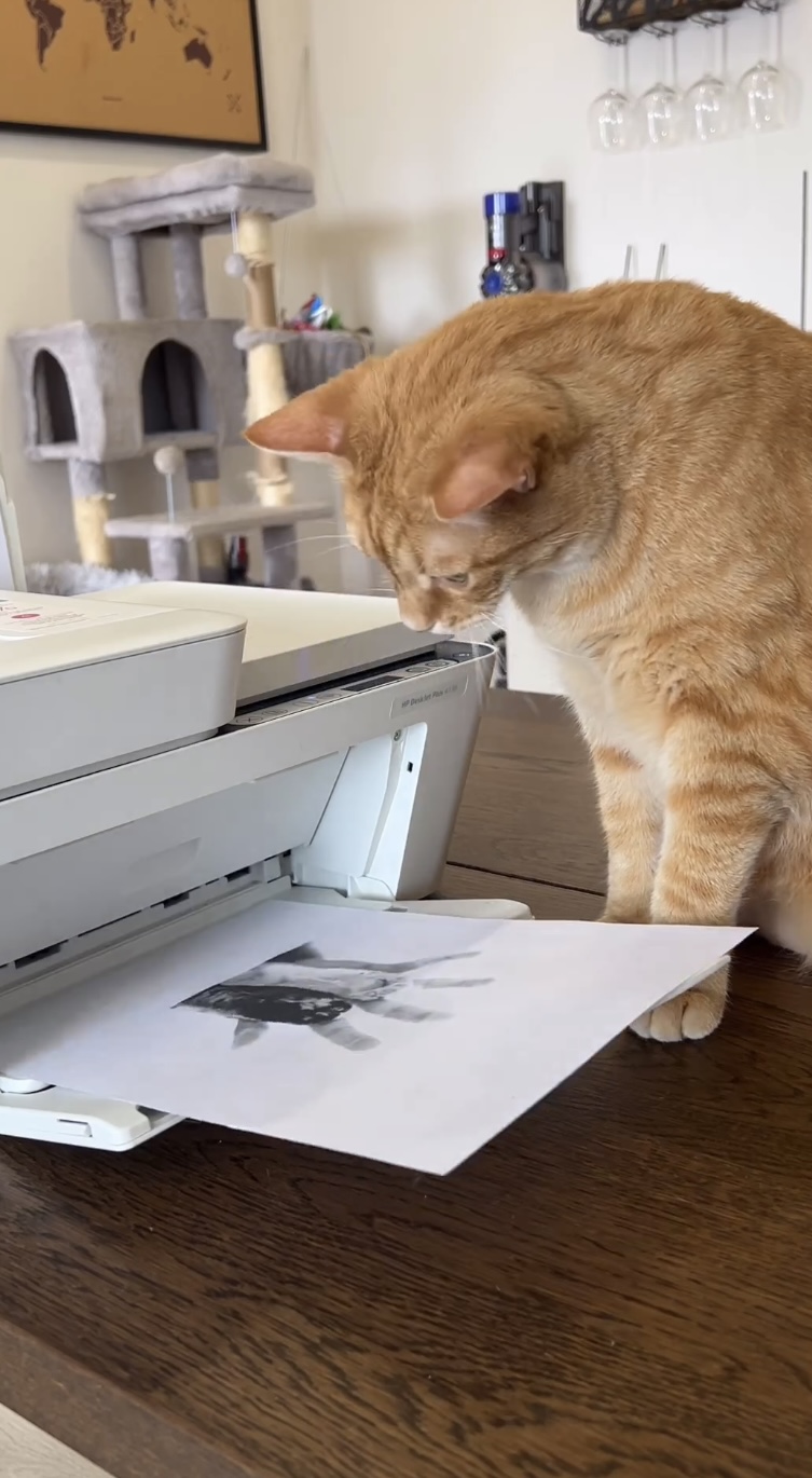 냥발 스캔하기.insta - Soul Lounge - 소울드레서 (SoulDresser)