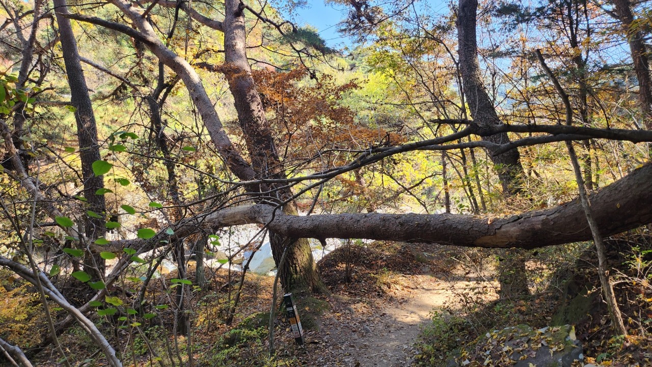 [100대 명품숲] 경남 합천 가야산 소리길숲 _ 20231102 - 숲 탐방 후기 - 숲과문화연구회
