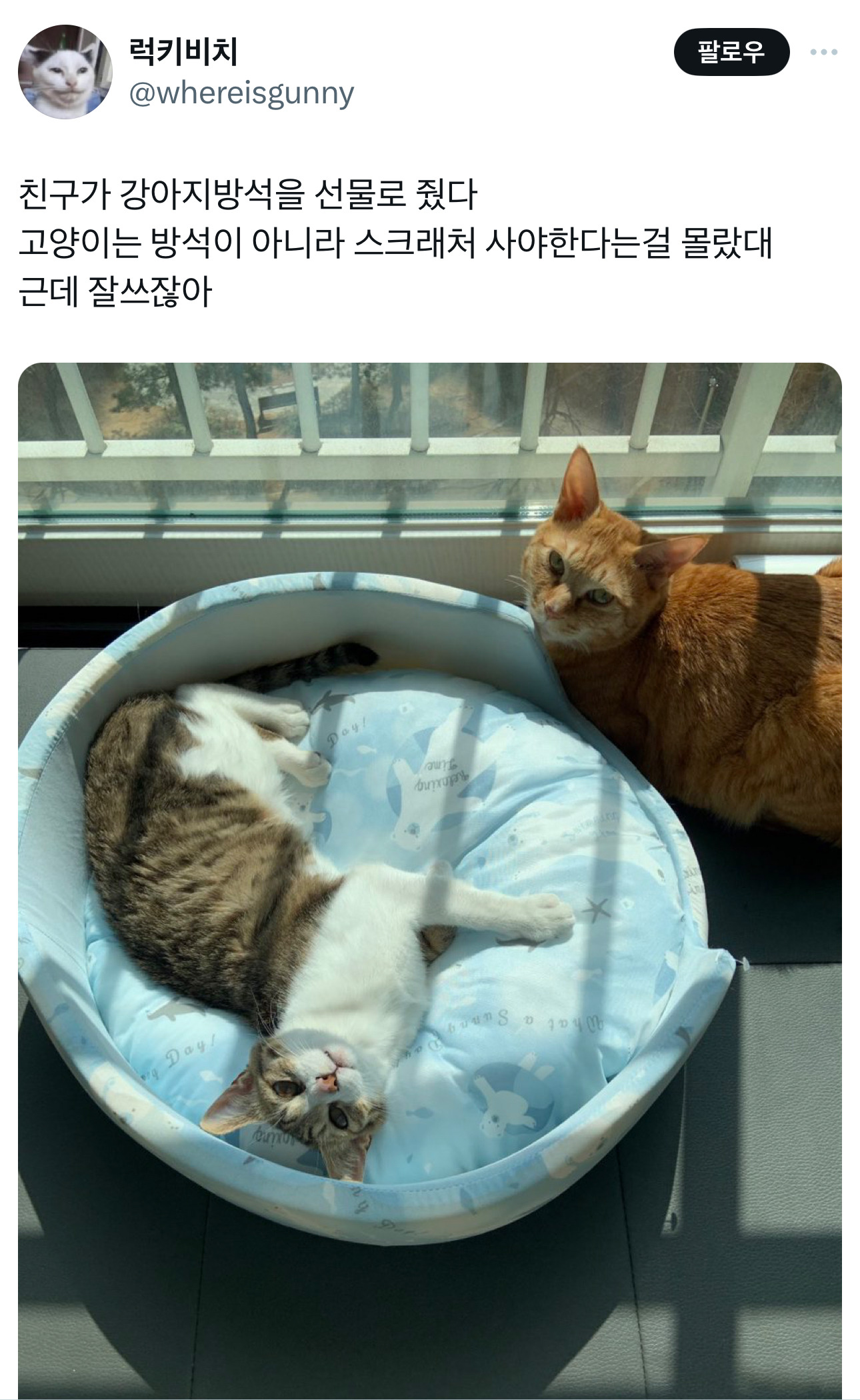 Daum 카페