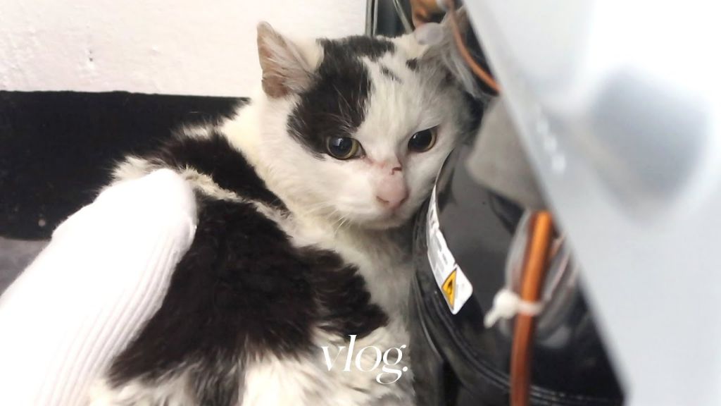 뽀갈이 가능해진 유튜버 윤그린네 고양이 모네의 최신 근황.jpg - 악플달면 쩌리쩌려버려 - ＊여성시대＊ 차분한 20대들의 ...