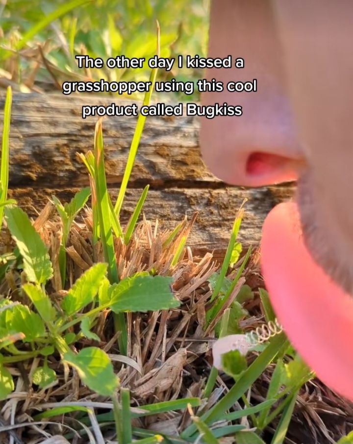 해외의 벌레와 키스하는 도구 (벌레나옴 주의) - 악플달면 쩌리쩌려버려 - ＊여성시대＊ 차분한 20대들의 알흠다운 공간