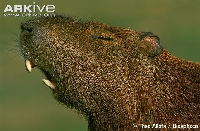 초원을 지배하는 가장 큰 쥐, 카피바라(CAPYBARA) - 악플달면 쩌리쩌려버려 - ＊여성시대＊ 차분한 20대들의 알흠다운 공간