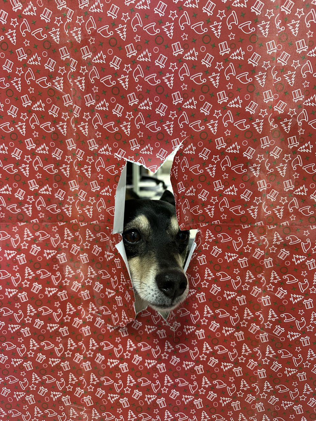 크리스마스라서 친구네 집에 가나디 데려갔거든 그집두 강쥐있어 - 악플달면 쩌리쩌려버려 - ＊여성시대＊ 차분한 20대들의 알흠다운 공간