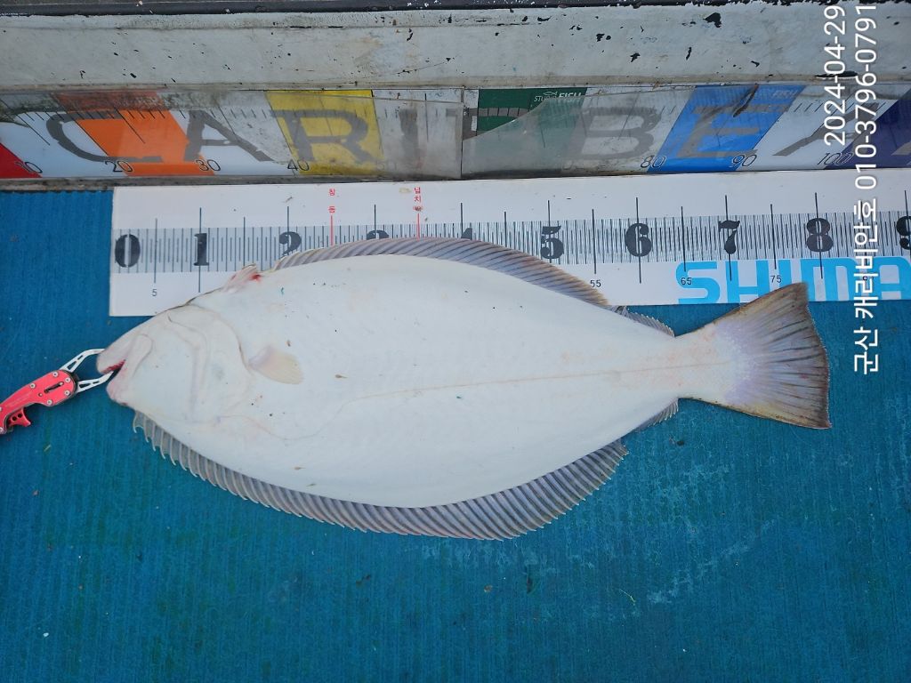 4/29 캐리비안호 덩어리 참돔~실시간 소식입니다. - ─‥‥‥참돔조황정보 - 군산 캐리비안호