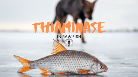 Thiaminase in Raw Fish 날 물고기 안 티아민아제 - 지식 발전소 - 발효 인문학, 읽나바