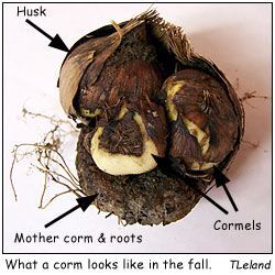 What does Cormel mean? 자구(子球)는 무엇을 의미하는가? - 반려 식물 - 발효 인문학, 읽나바