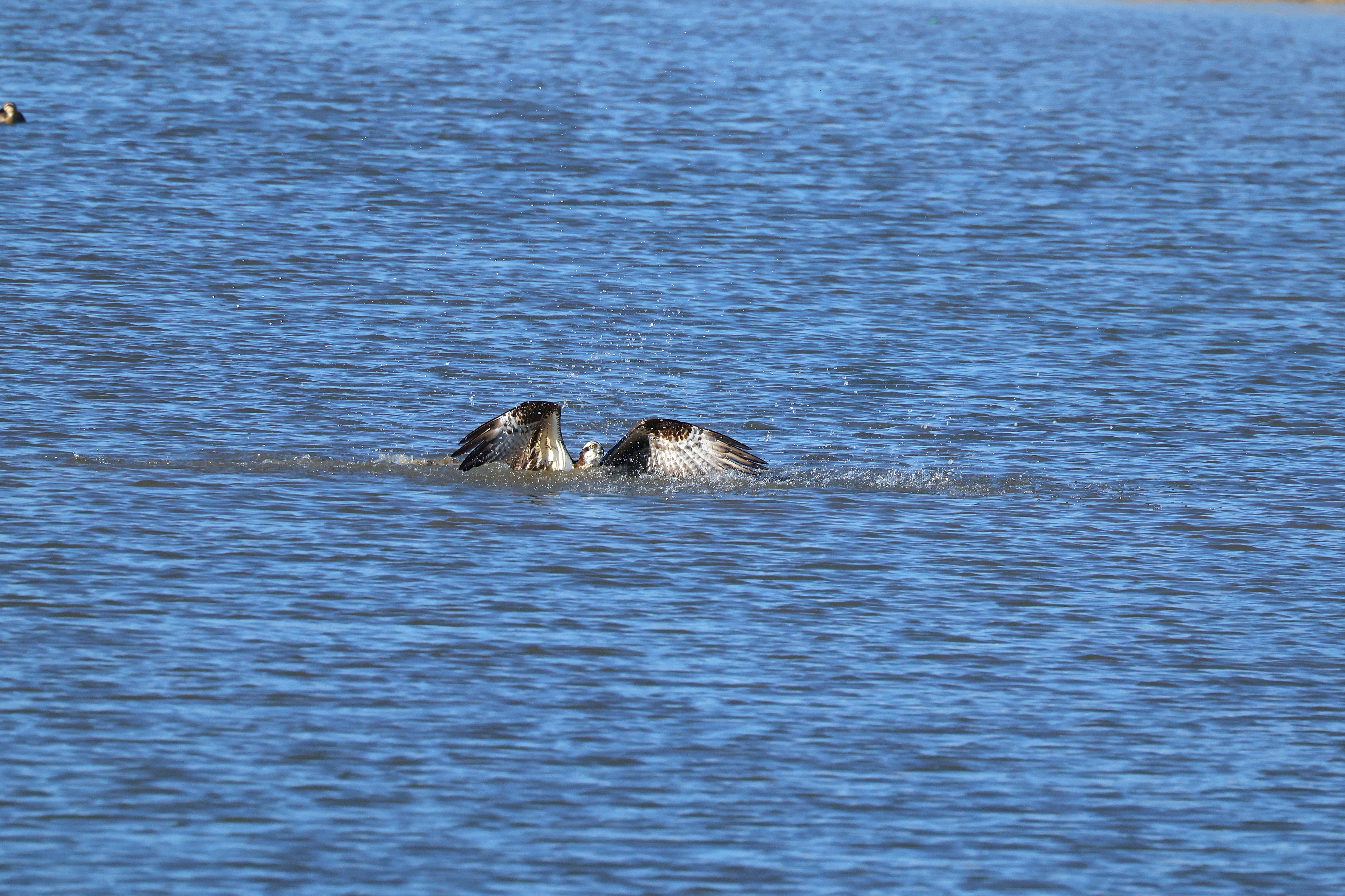 물수리 - 맹금 갤러리 - 맹금 매니아 - birds of prey