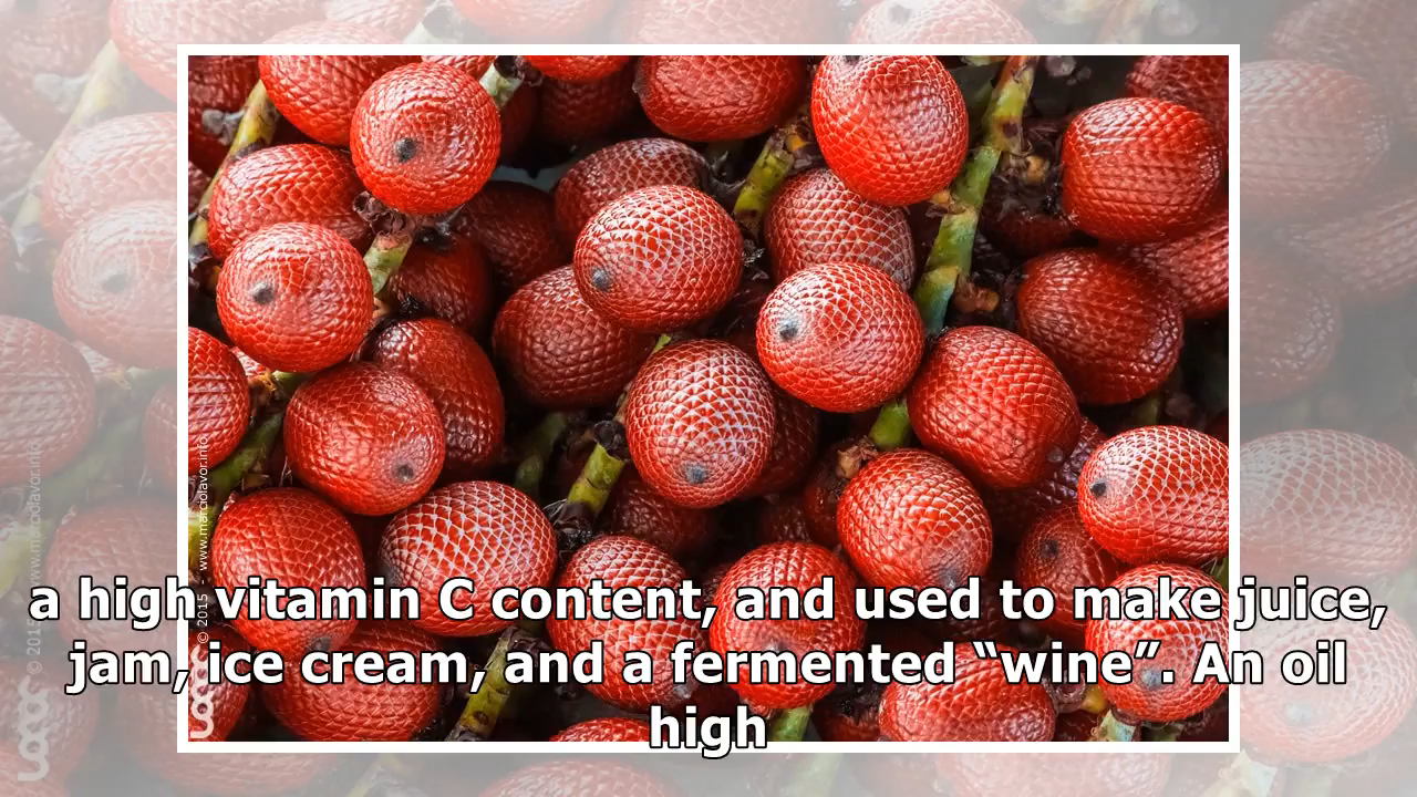 아구아헤, 여성을 위한 기적의 열매(Aguaje: The Miracle Fruit For Women) - 아구아헤(AGUAJE ...