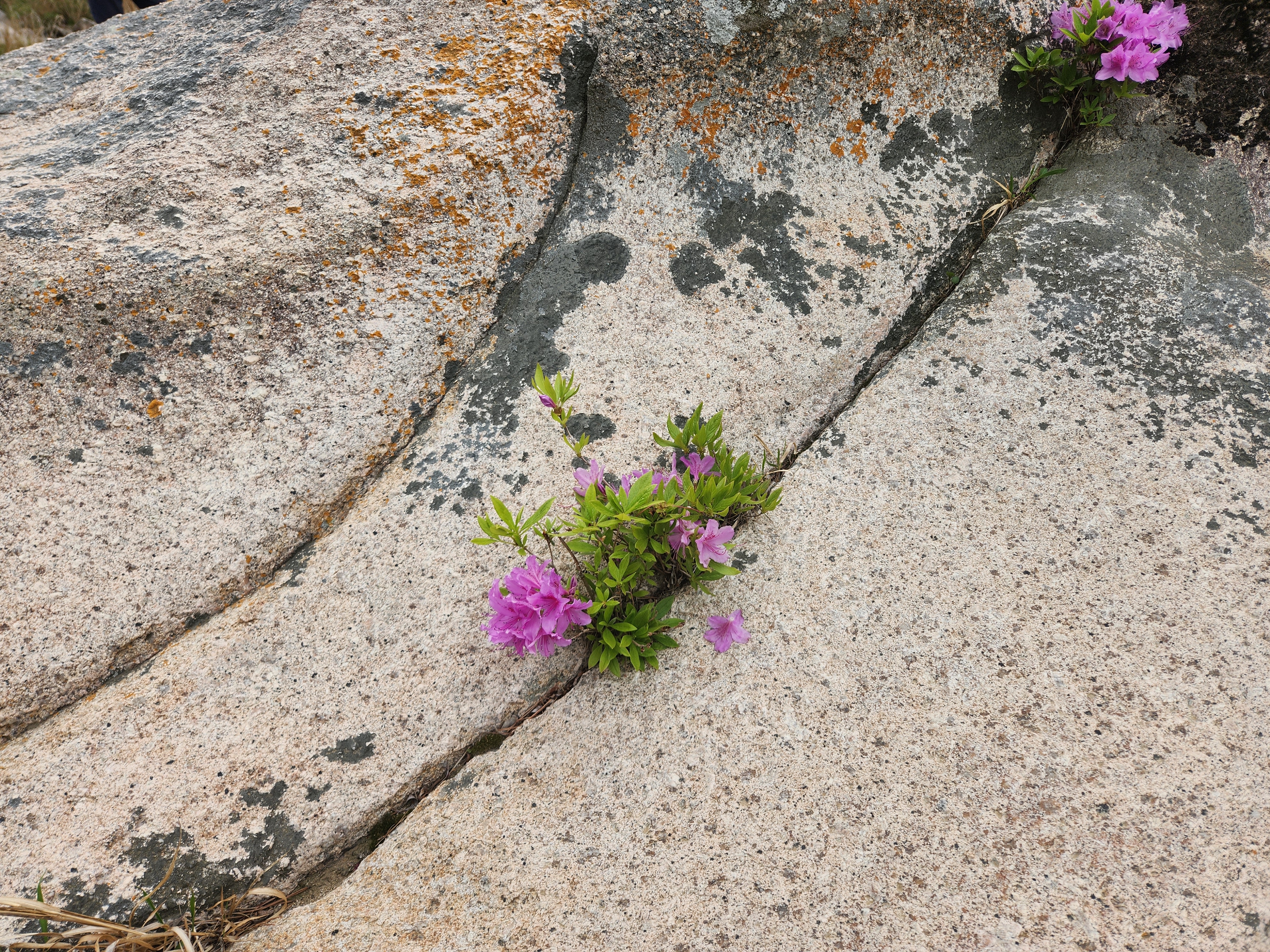 화양구곡 다녀왔습니다 - └-… 알콩달콩 이야기 - 꽃을사랑하는사람들 (다육,화분)