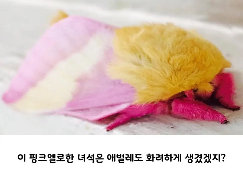 못생기게 태어나서 예뻐지는 케이스 - 악플달면 쩌리쩌려버려 - ＊여성시대＊ 차분한 20대들의 알흠다운 공간