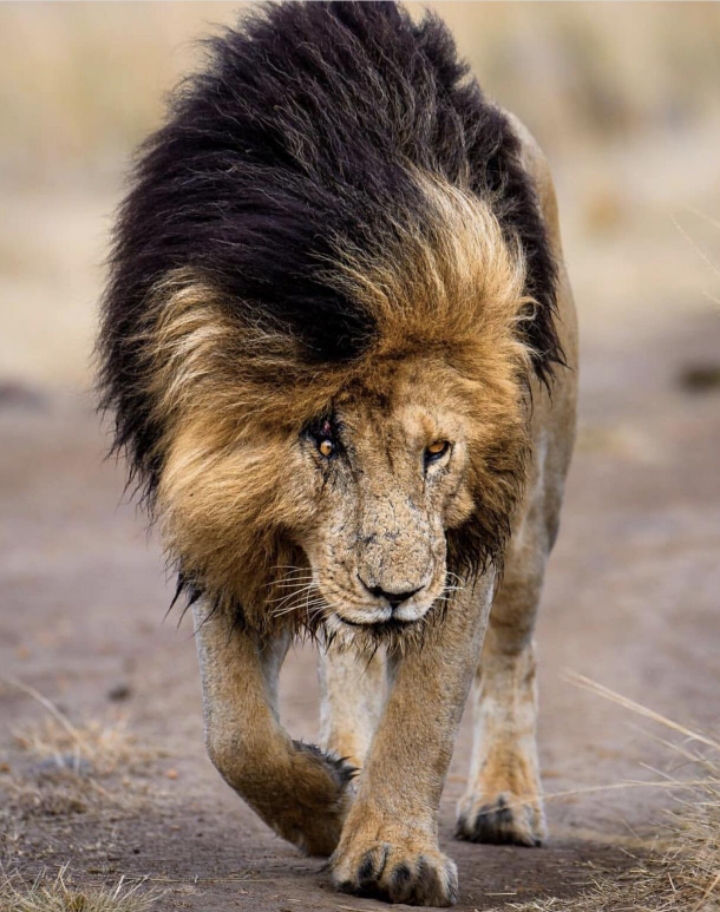 Real Scar By Captainpinsel Promise on a scar by fogdark on DeviantArt
