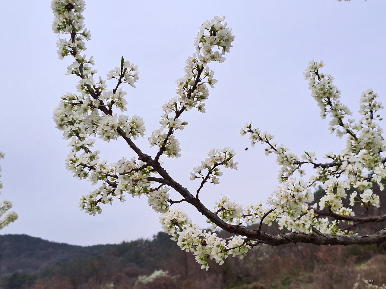 하얀 자두꽃 이미지 - ―····배경ノ이쁜이미지 - 좋은글과 좋은음악이 있는곳