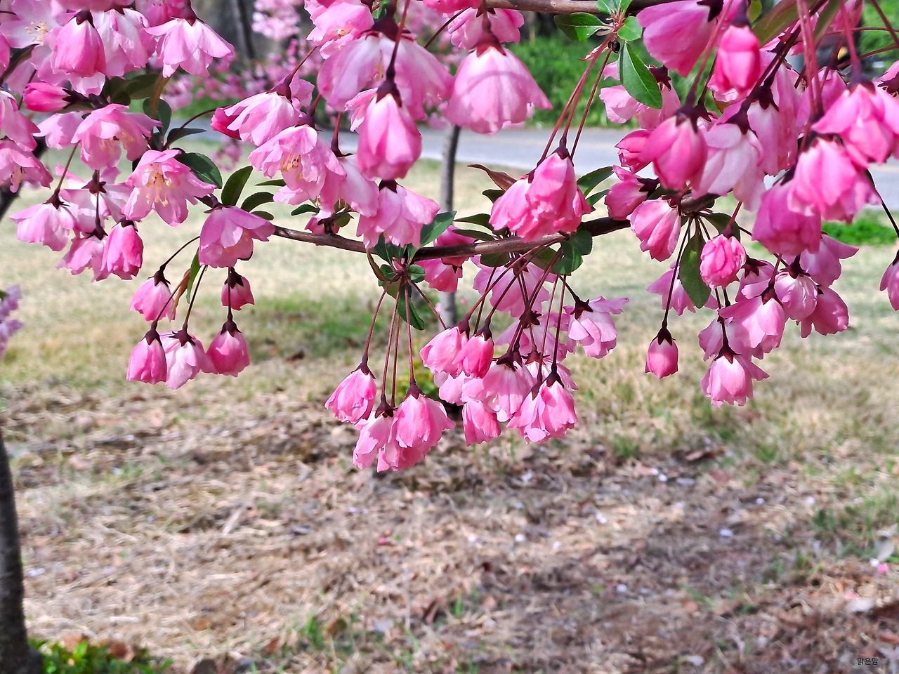 산뜻한 미소 - 서부 해당화 - ―····배경ノ이쁜이미지 - 좋은글과 좋은음악이 있는곳