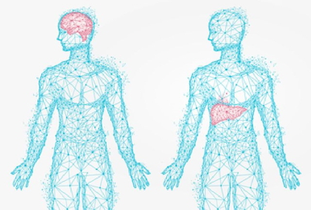 간 건강 안 좋은 사람은 '이것' 기능도 떨어진다