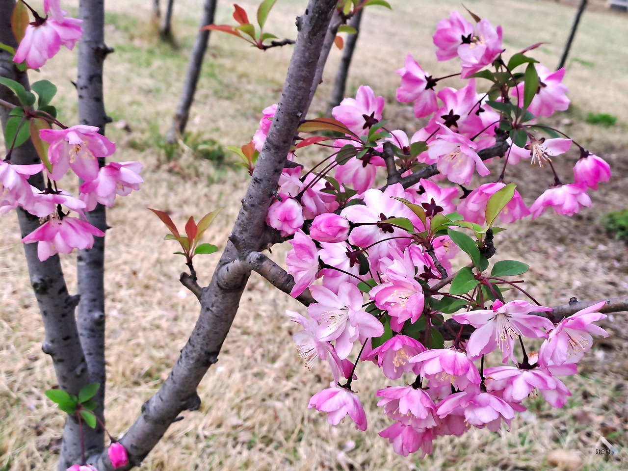 산뜻한 미소 - 서부 해당화 - ―····배경ノ이쁜이미지 - 좋은글과 좋은음악이 있는곳