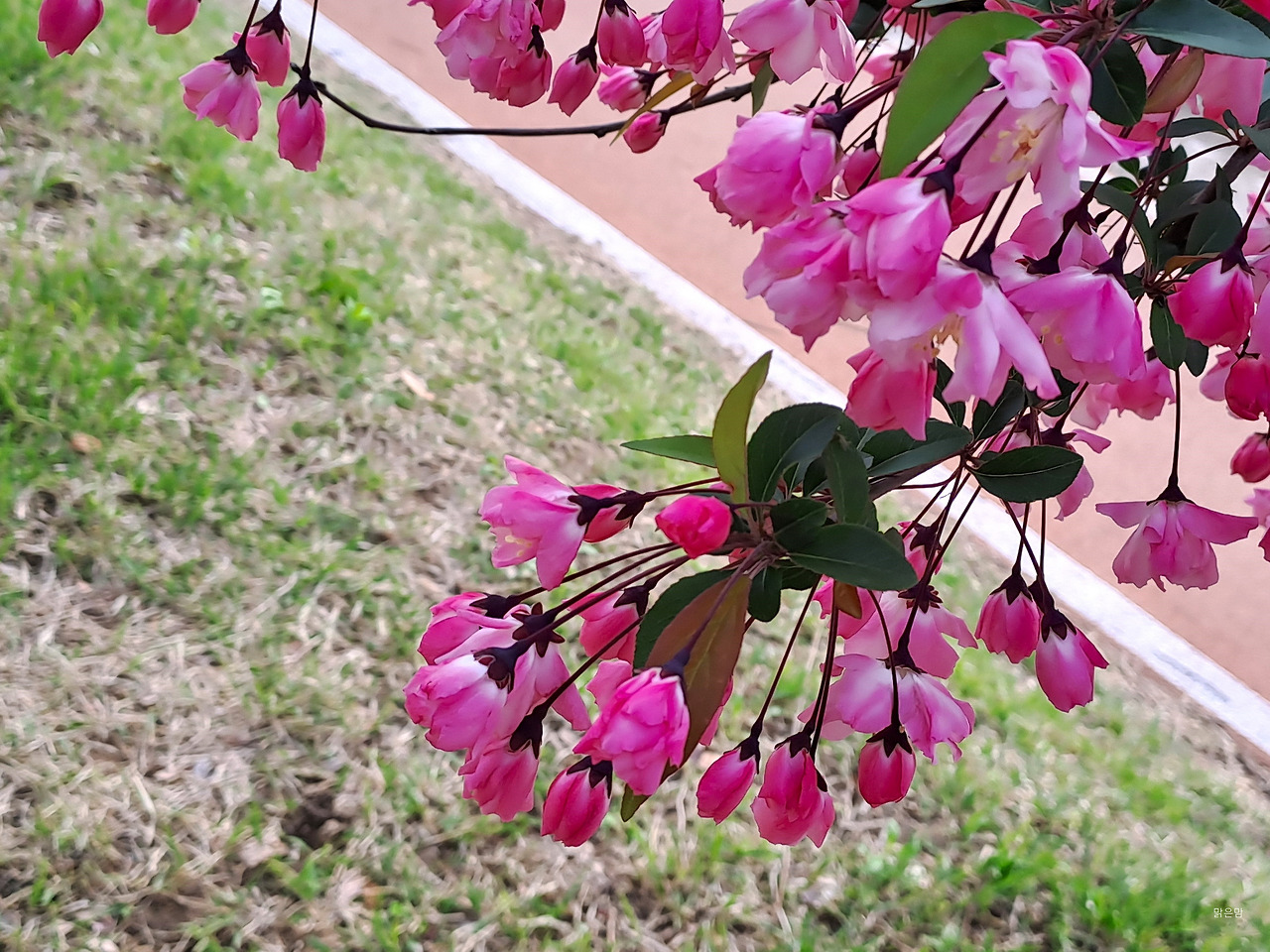 산뜻한 미소 - 서부 해당화 - ―····배경ノ이쁜이미지 - 좋은글과 좋은음악이 있는곳