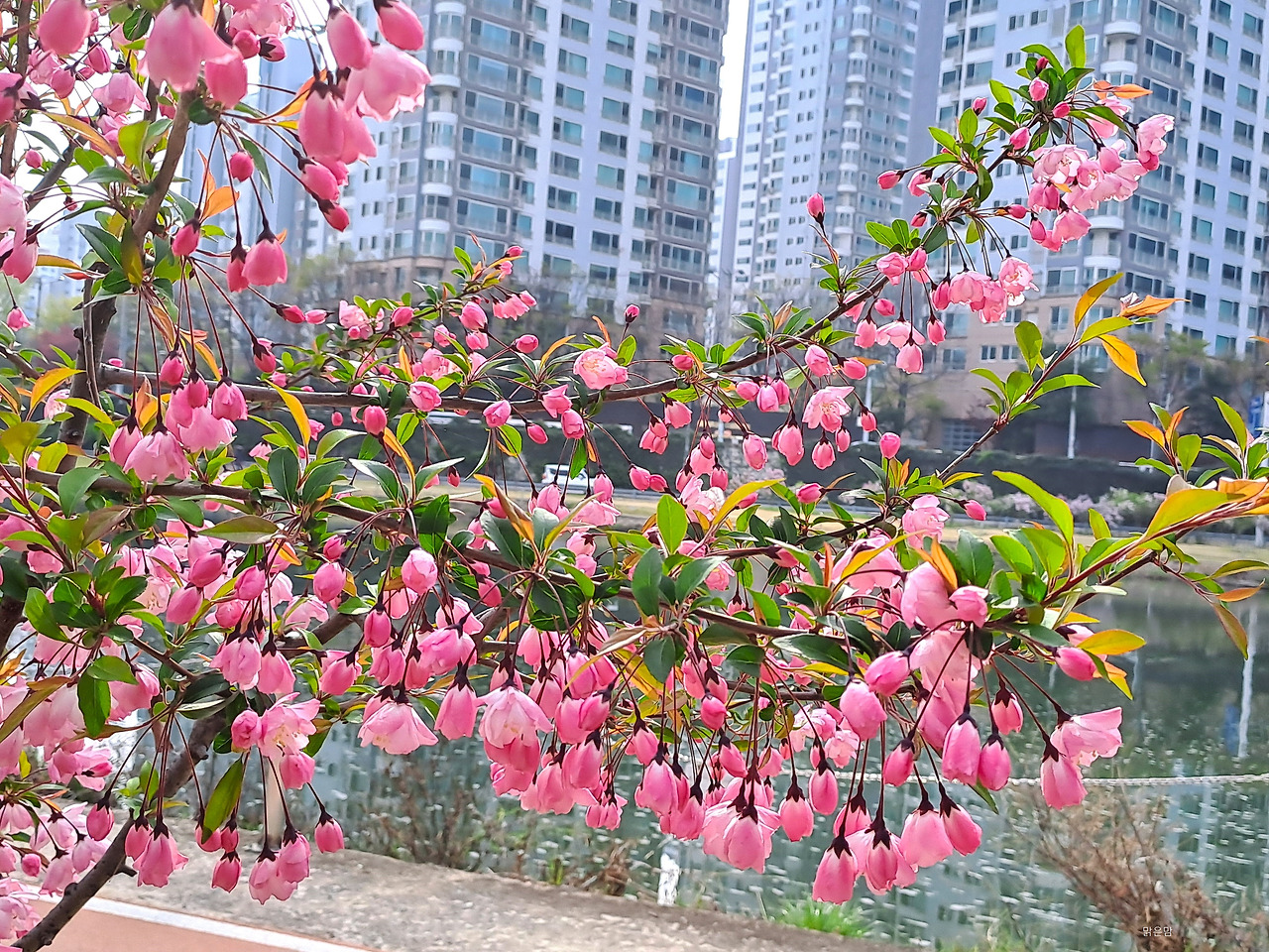 산뜻한 미소 - 서부 해당화 - ―····배경ノ이쁜이미지 - 좋은글과 좋은음악이 있는곳