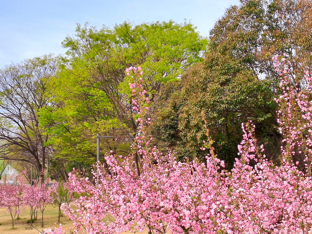 산뜻한 미소 - 서부 해당화 - ―····배경ノ이쁜이미지 - 좋은글과 좋은음악이 있는곳