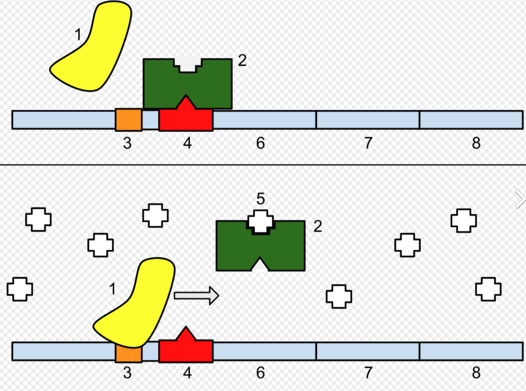 DNA 전사인자(transcription factor) 번역개시인자(initiation factor)에 대하여 - 생리학 ...