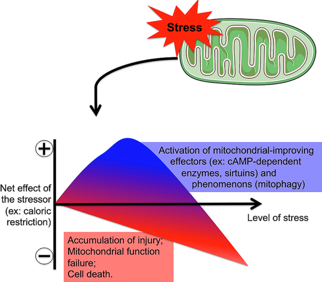 Mitohormesis - 2014 cell membrane 리뷰 - 생리학, 생화학 - 치료적 맞춤운동, 비타미네, 영성 연구소