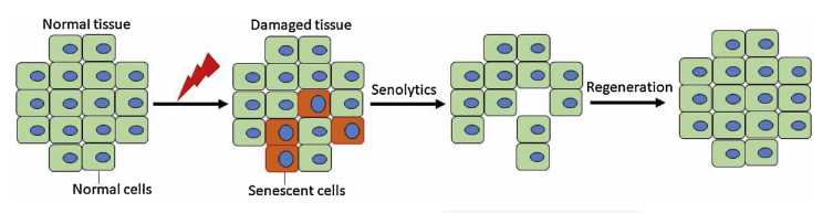 Re: senolytic agents - 노화된 세포의 apoptosis를 선택적으로 유도하는 보충제 - 생리학, 생화학 ...