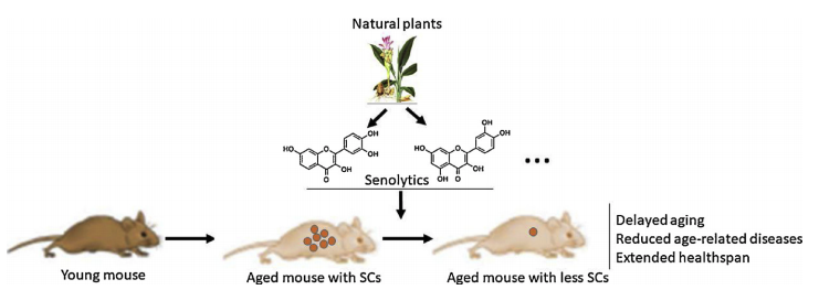 Re: senolytic agents - 노화된 세포의 apoptosis를 선택적으로 유도하는 보충제 - 생리학, 생화학 ...