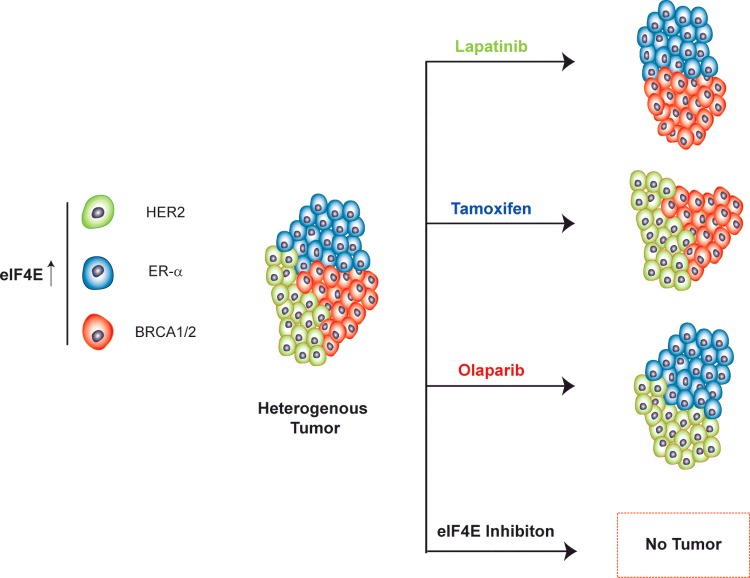 Re: 암세포 성장에서 DNA 전사인자 elF4E의 이해 - 항암제의 이해를 위한 기초 - 생리학, 생화학 - 치료적 맞춤운동 ...