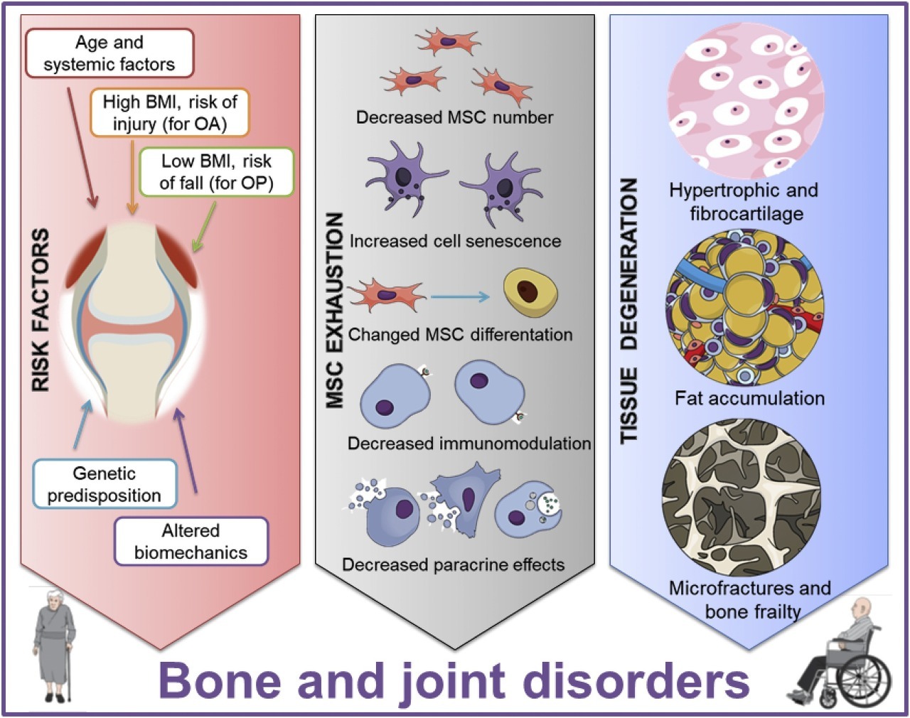 MSC - Osteoblast, bone lining cell - osteocyte, 뼈 senescent 그림 이해 ...