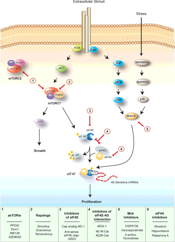 Re: 암세포 성장에서 DNA 전사인자 elF4E의 이해 - 항암제의 이해를 위한 기초 - 생리학, 생화학 - 치료적 맞춤운동 ...