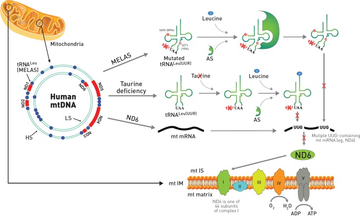 Re: Effects and Mechanisms of Taurine as a Therapeutic Agent - diet ...