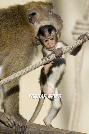 SWITZERLAND ANIMALS JAVA MONKEYS