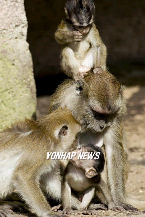 SWITZERLAND ANIMALS JAVA MONKEYS