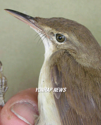 THAILAND EXTINCT BIRD REDISCOVERED