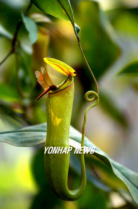 INDIA PITCHER PLANT
