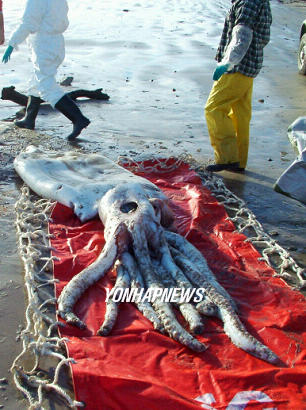 Australia Tasmania Big Squid (AP)