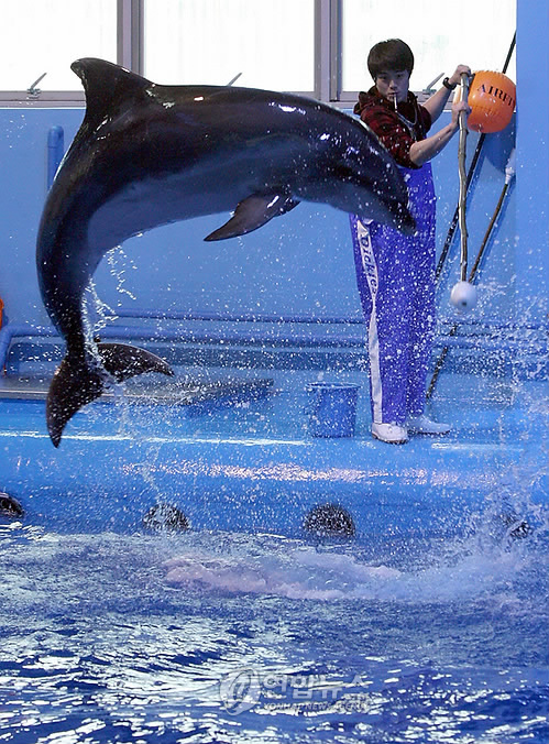 울산 돌고래 조련 2개월에 점프하고 악수한다