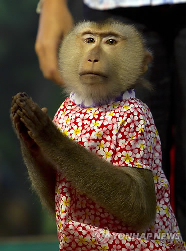 THAILAND FEATURE PACKAGE MONKEY DRAMA TROUPE